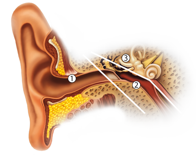 Anatomía Del Conducto Auditivo Interno Actuamed ¡ANATOMÍA DEL